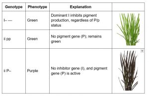 two-gene epistasis - AgroSynapsis